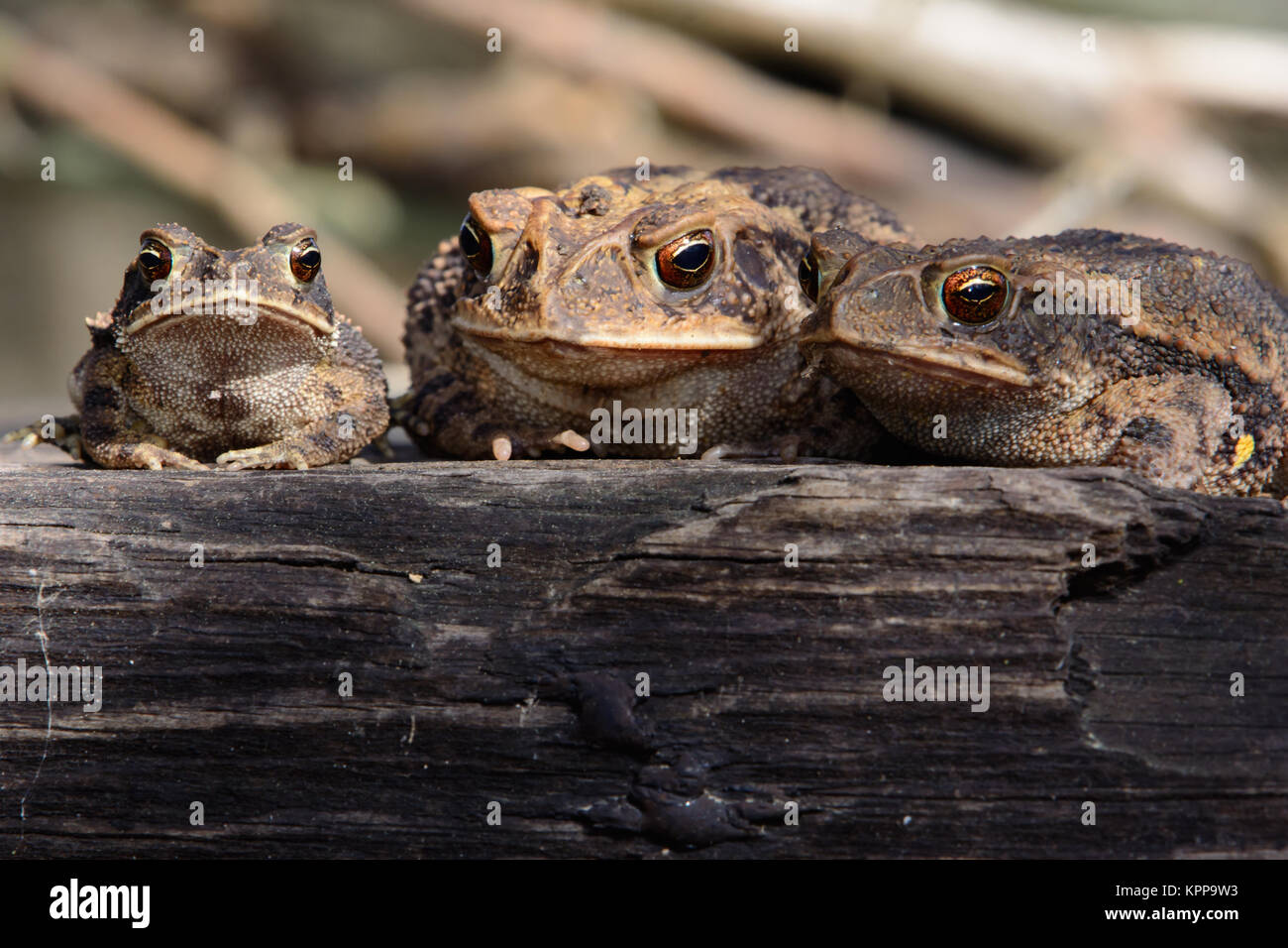 Wallpaper toad hi-res stock photography and images - Alamy
