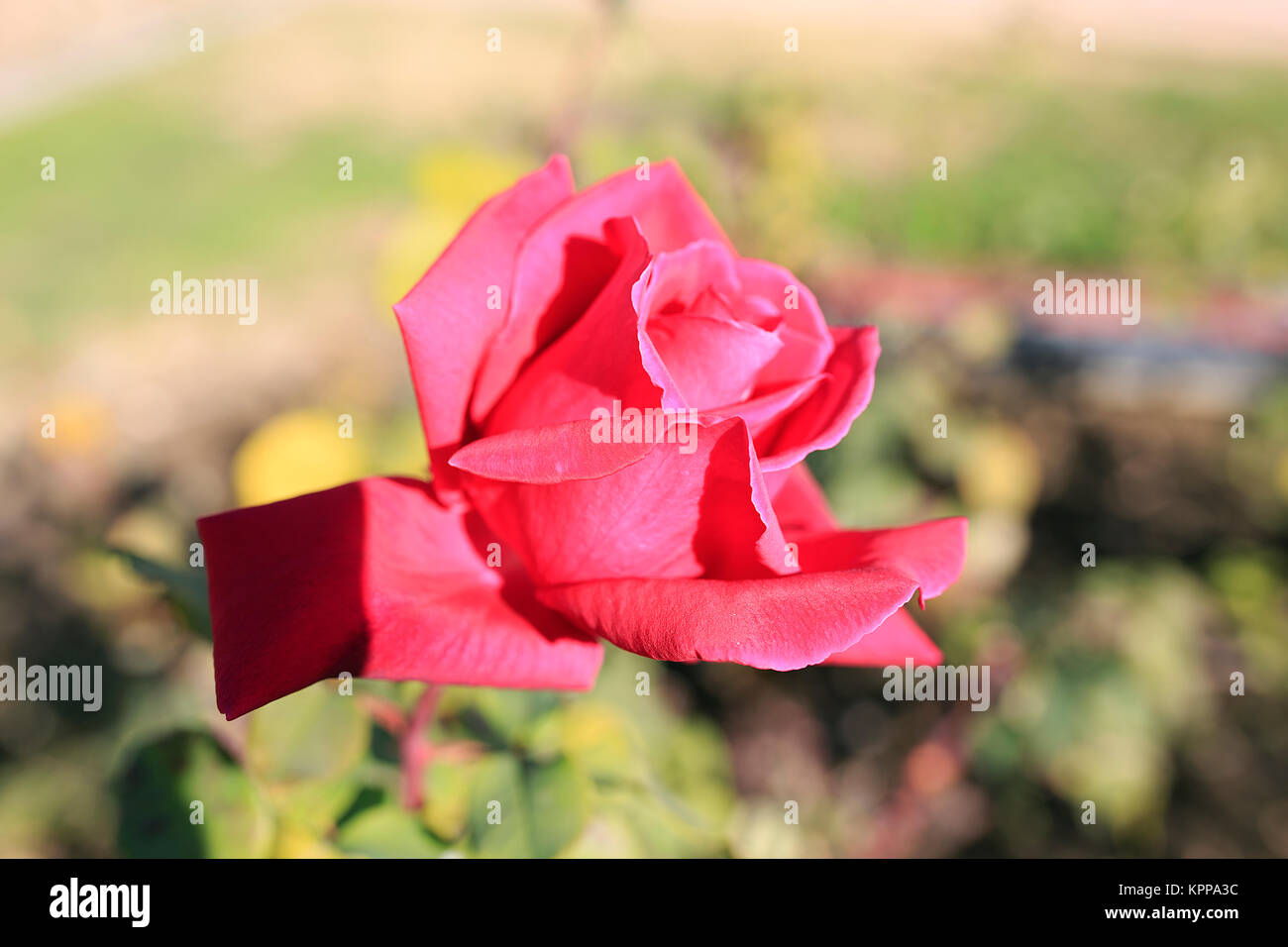Rose close up in a garden Stock Photo - Alamy