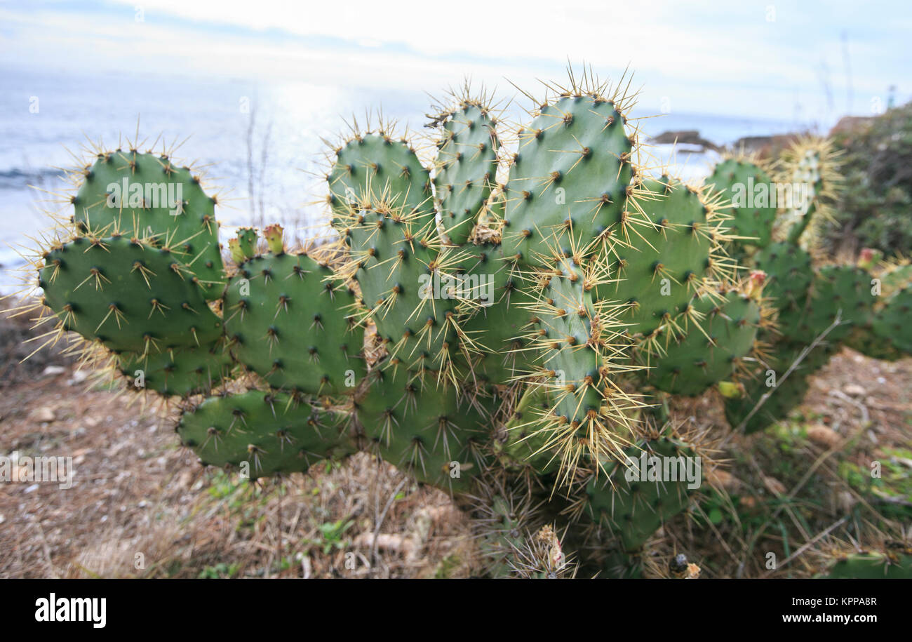 Cactus plant near the beach Stock Photo - Alamy