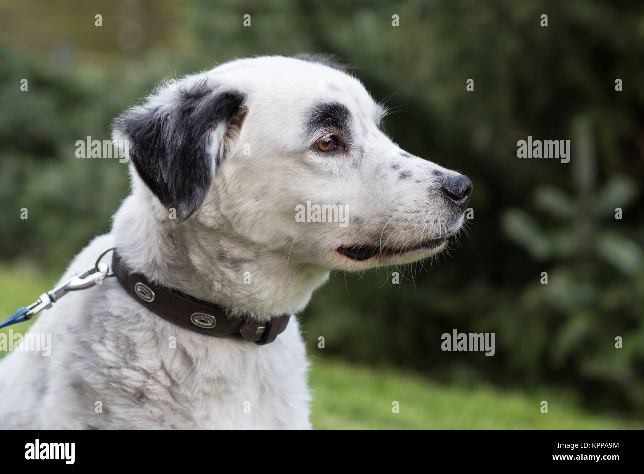 Dog face in the side profile outdoor Stock Photo - Alamy