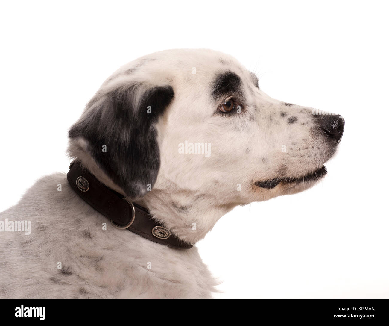 dog portrait in profile page Stock Photo - Alamy