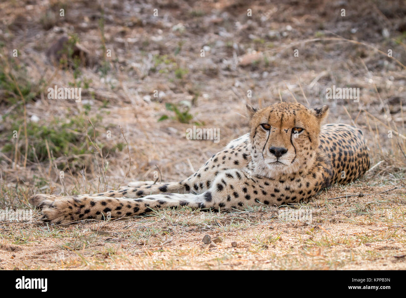 Cheetah laying in the Kruger National Park Stock Photo - Alamy