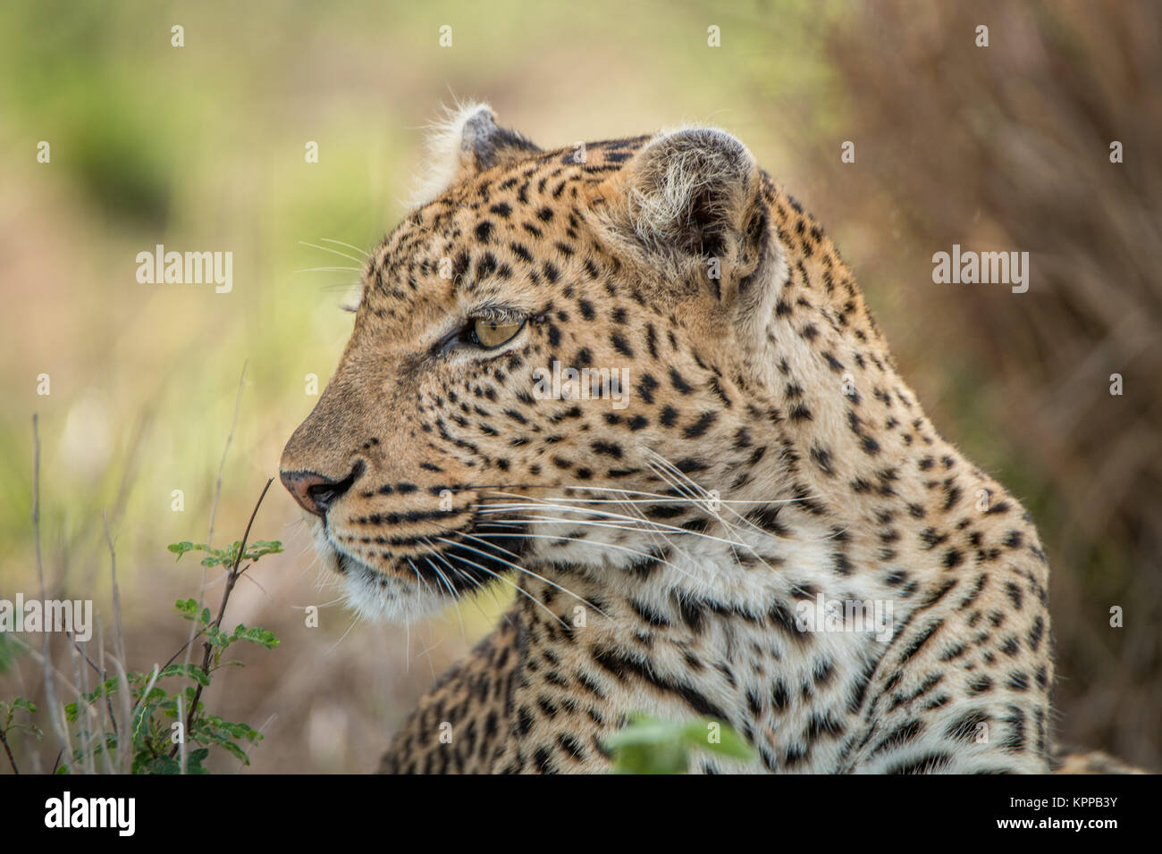 Side profile of a Leopard in the Kruger National Park Stock Photo - Alamy
