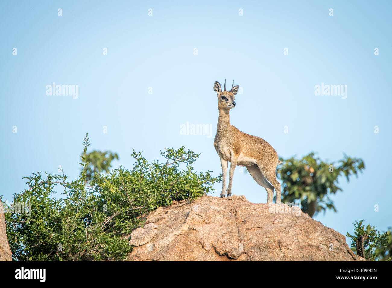 Klipspringer in kruger national park hi-res stock photography and ...