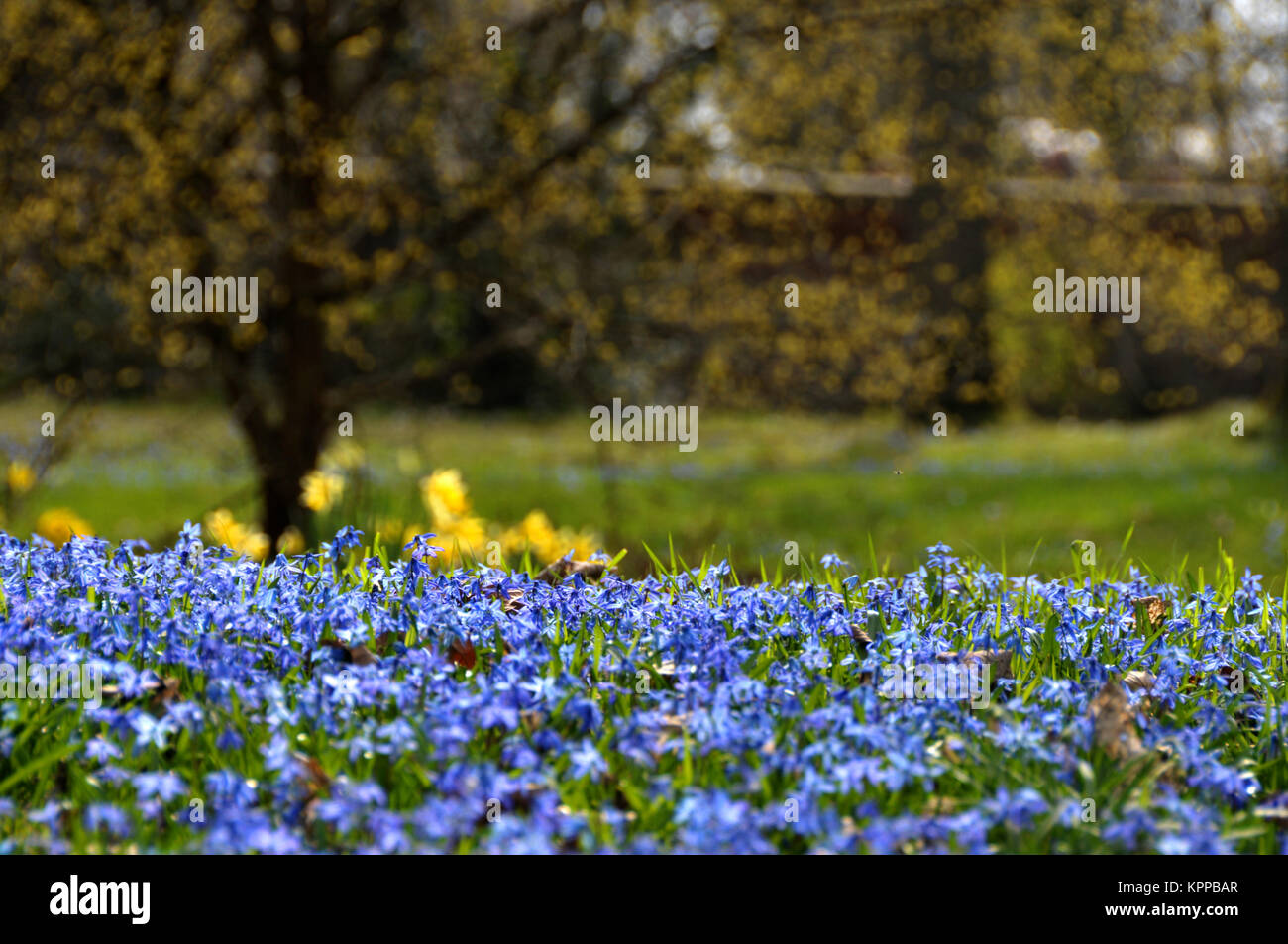 scylla flower field in hannover Stock Photo - Alamy