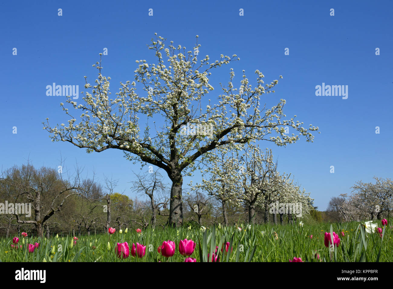 a meadow orchard with tulips in spring Stock Photo - Alamy