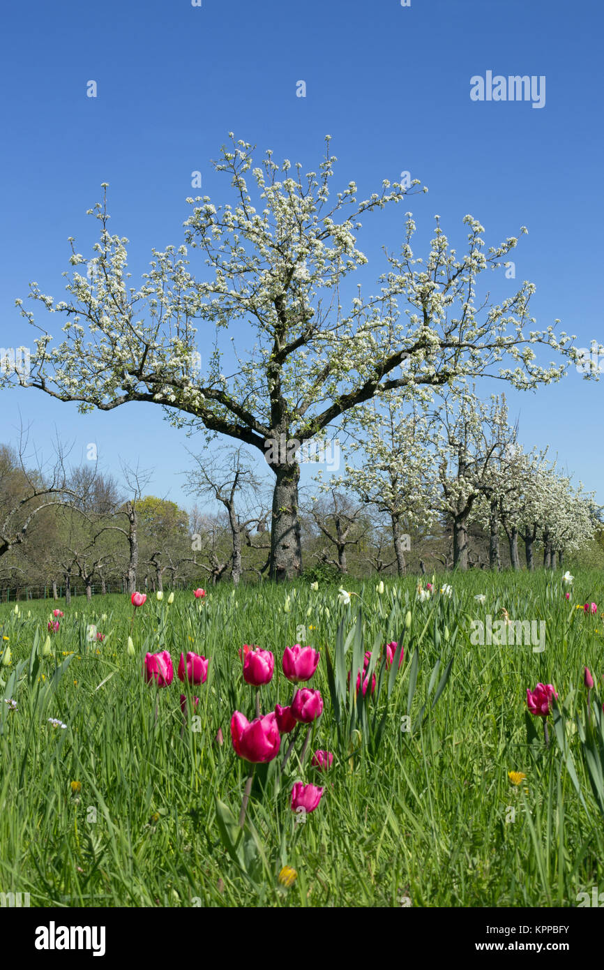 Meadow orchard tulips in hi-res stock photography and images - Alamy
