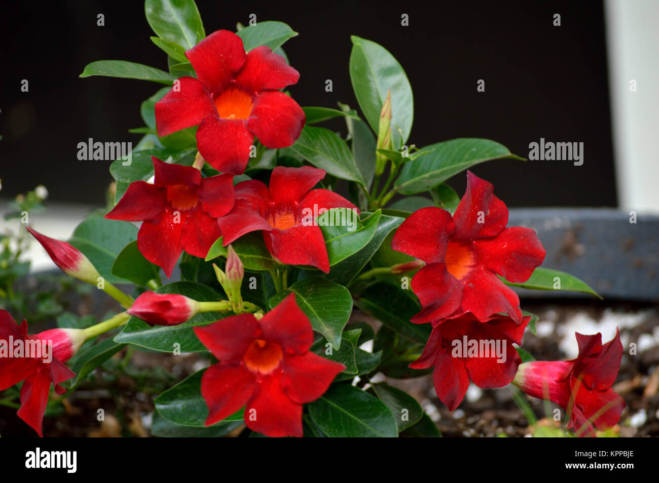 Red mandevilla growing in flower pot Stock Photo - Alamy