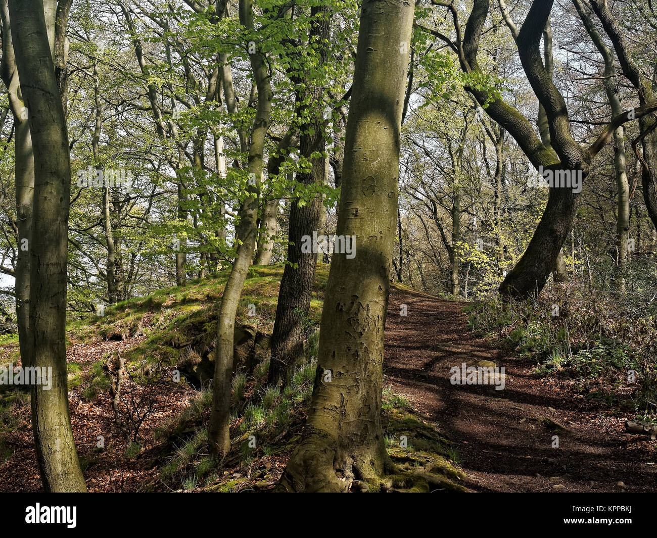A small hiking trail through the forest in spring landscape Stock Photo ...