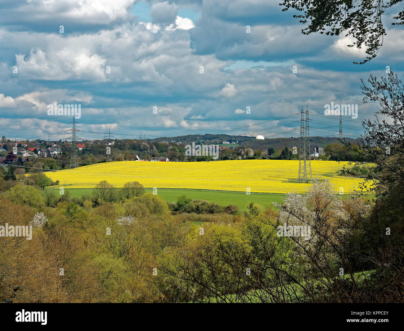 Utility poles in blooming canola field in Germany Stock Photo - Alamy