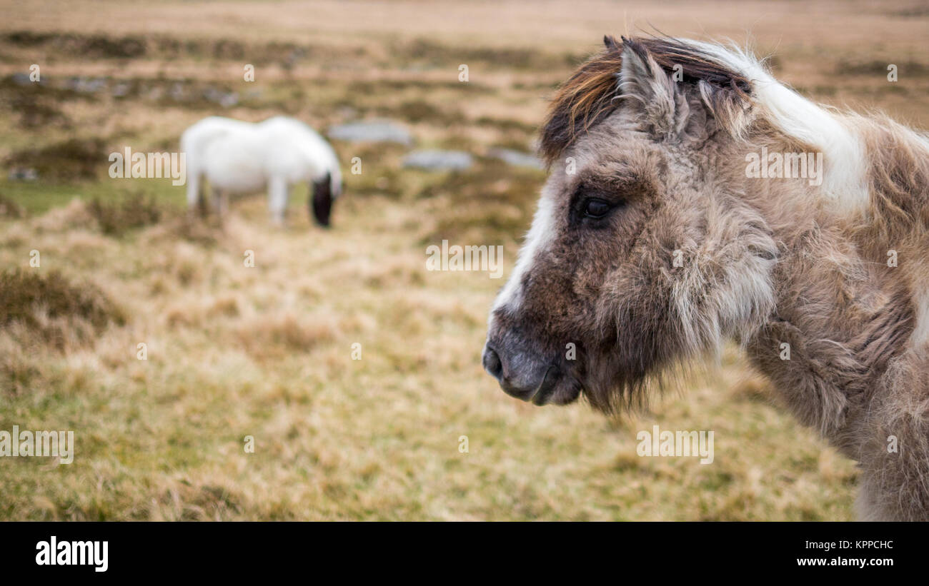 two wild ponies Stock Photo - Alamy
