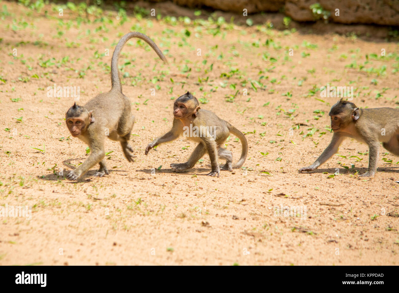 Three baby macaque monkeys, considered pests, siblings, running and ...