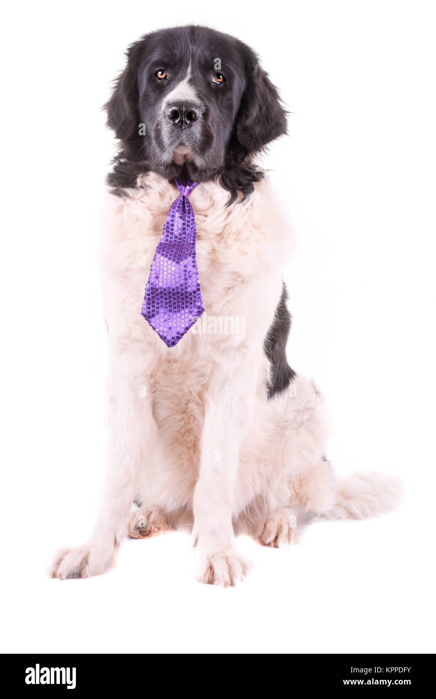 landseer dog isolated in front on white background Stock Photo - Alamy