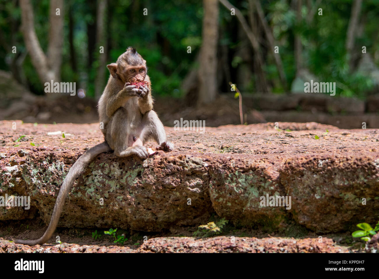 Cambodia monkeys hi-res stock photography and images - Alamy