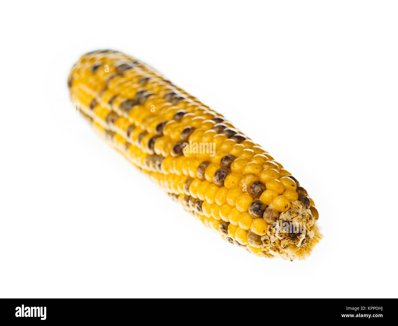 Indian corn harvest Cut Out Stock Images & Pictures - Alamy
