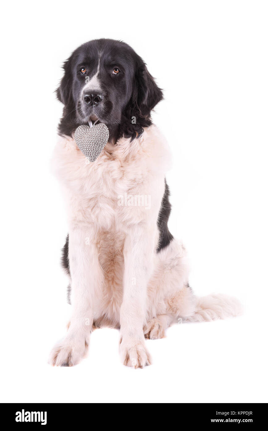 landseer dog isolated in front on white background Stock Photo - Alamy