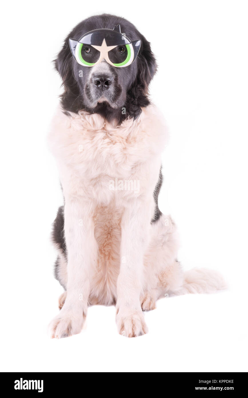 landseer dog isolated in front on white background Stock Photo - Alamy
