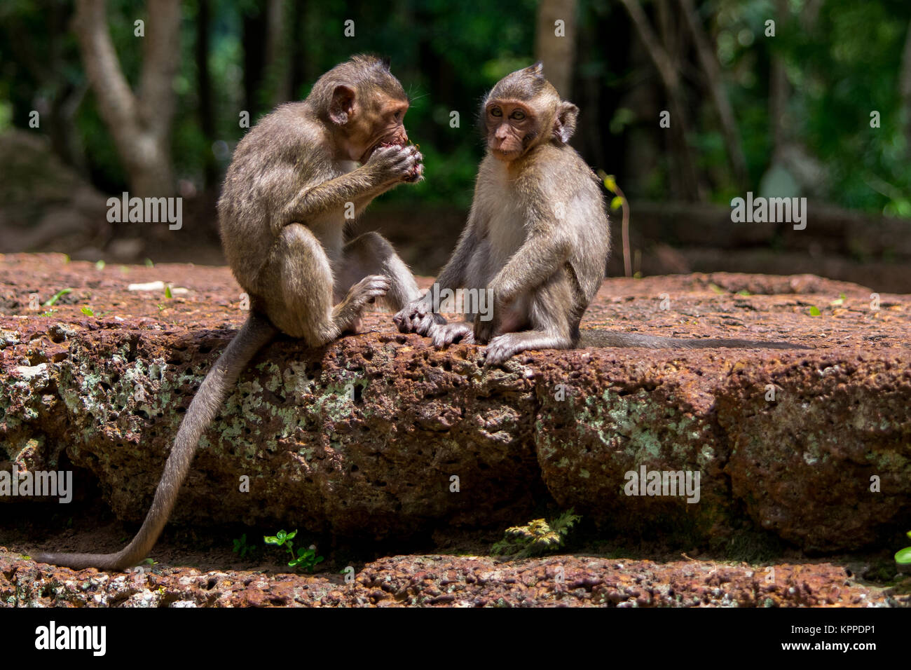 Cambodia monkeys hi-res stock photography and images - Alamy