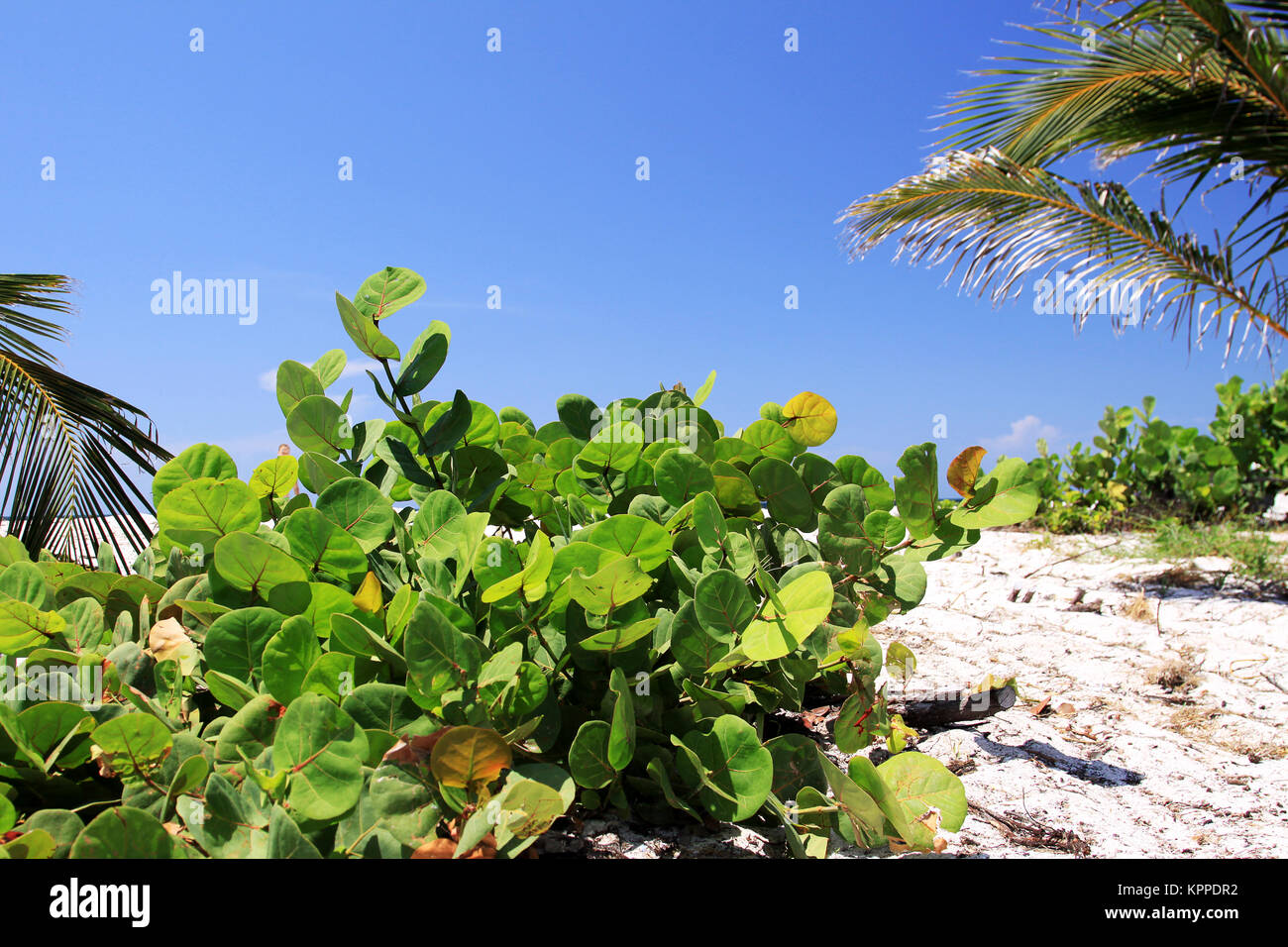 Coconut Palm Tree. Caribbean, Cuba Stock Photo - Alamy