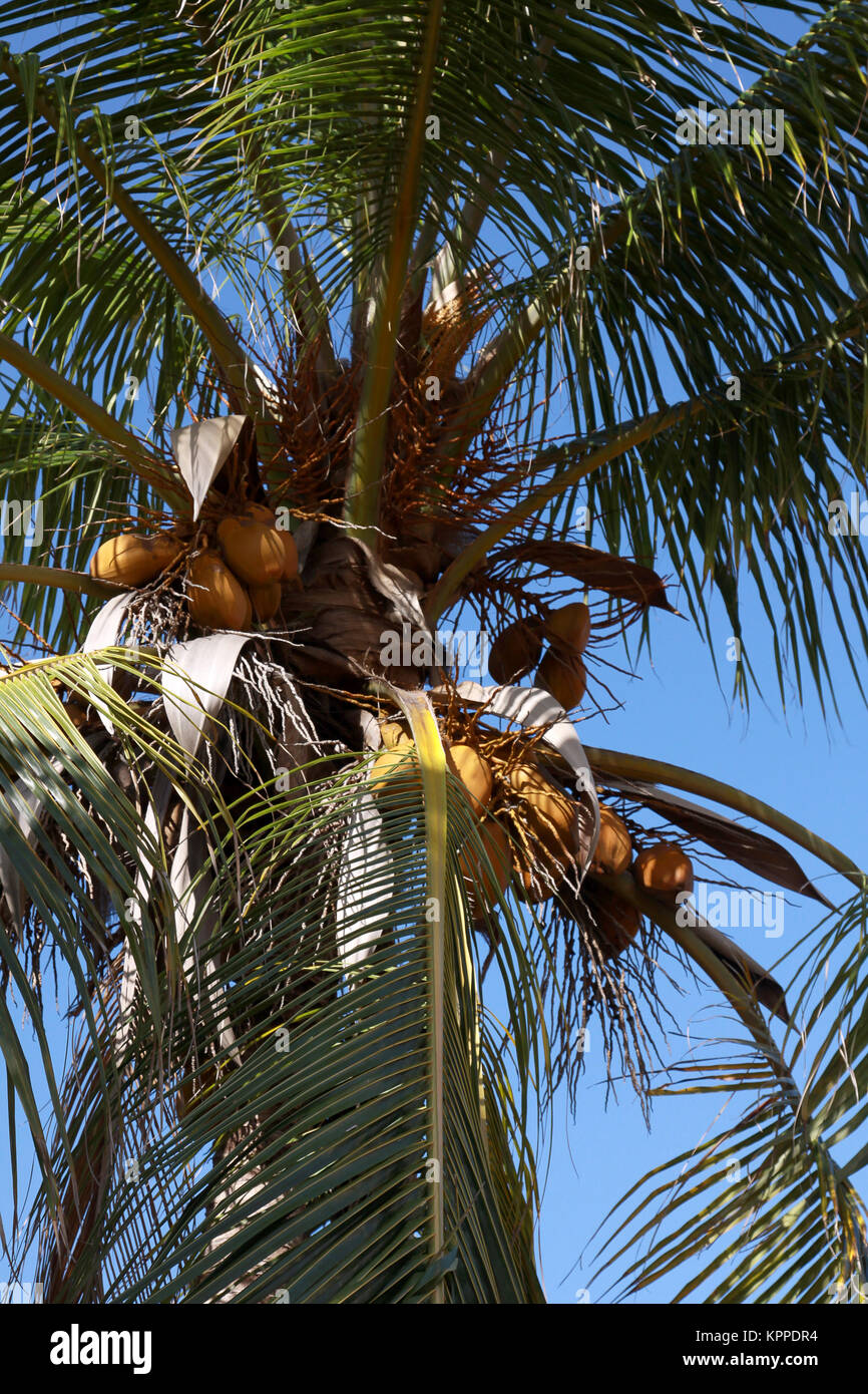 Coconut Palm Tree. Caribbean, Cuba Stock Photo - Alamy