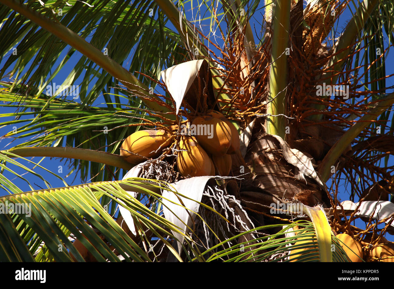 Coconut Palm Tree. Caribbean, Cuba Stock Photo - Alamy
