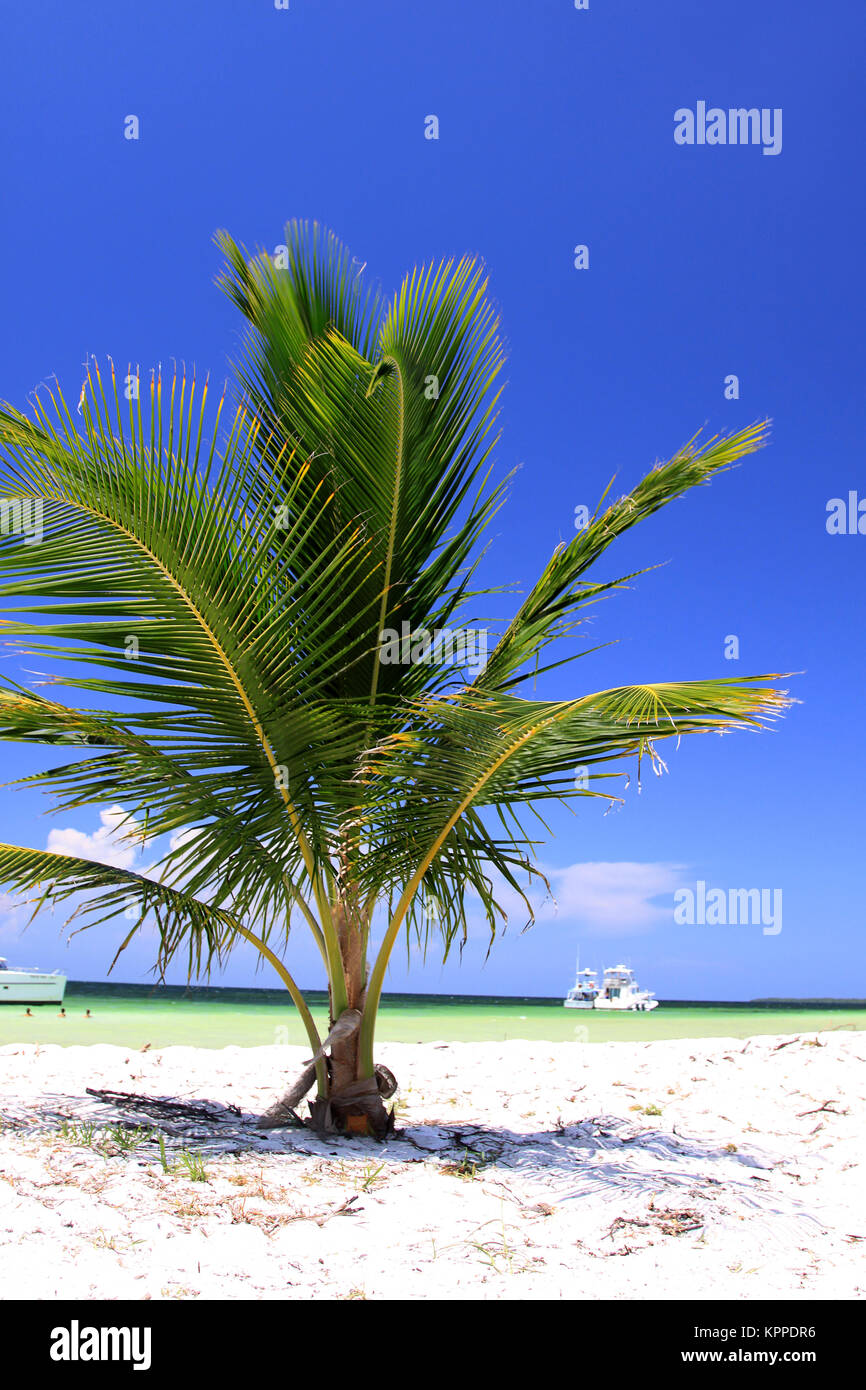 Coconut Palm Tree. Caribbean, Cuba Stock Photo - Alamy
