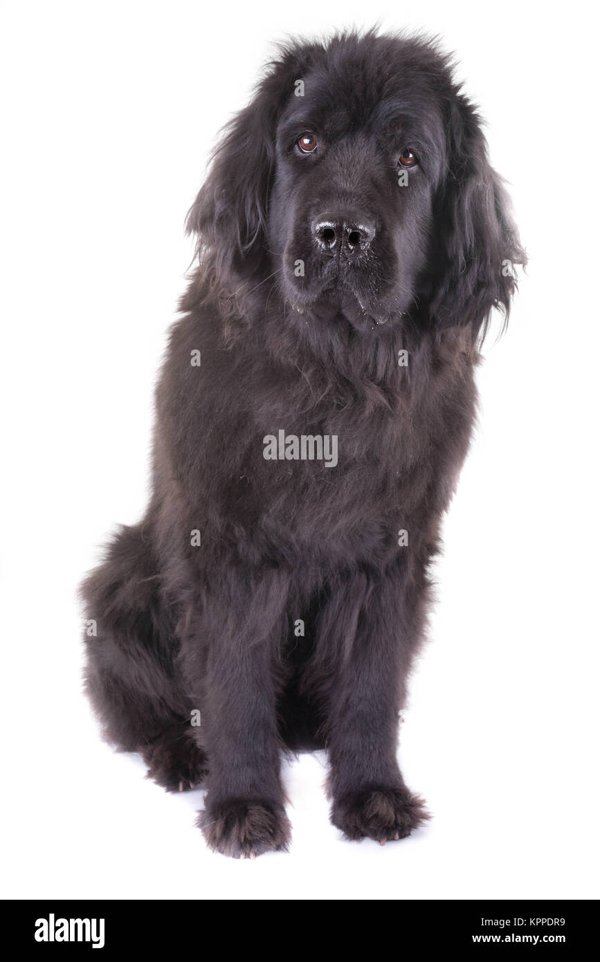 Happy purebred dog autumn Cut Out Stock Images & Pictures - Alamy