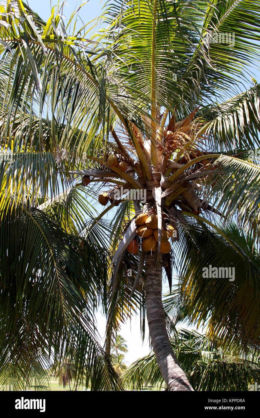 Coconut Palm Tree. Caribbean, Cuba Stock Photo - Alamy
