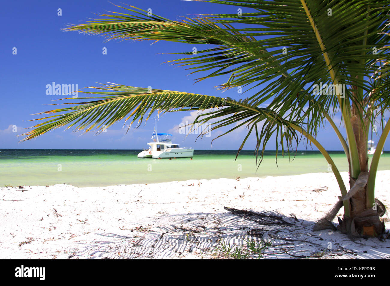 Coconut Palm Tree. Caribbean, Cuba Stock Photo - Alamy