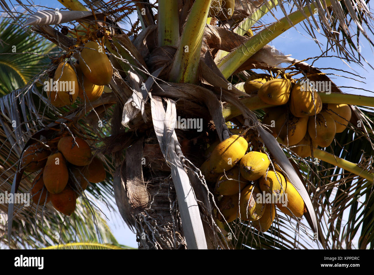 Coconut Palm Tree. Caribbean, Cuba Stock Photo - Alamy