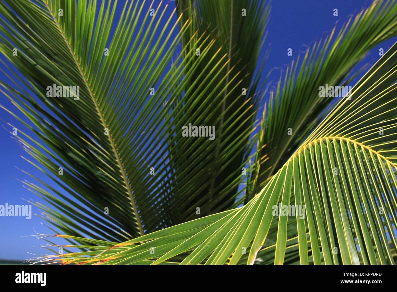Coconut Palm Tree. Caribbean, Cuba Stock Photo - Alamy