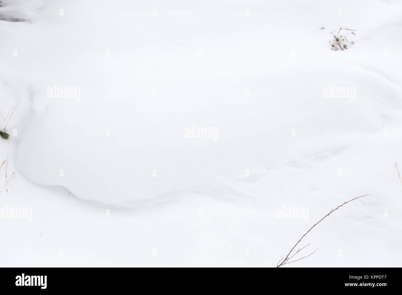 clean snow background in the forest Stock Photo - Alamy