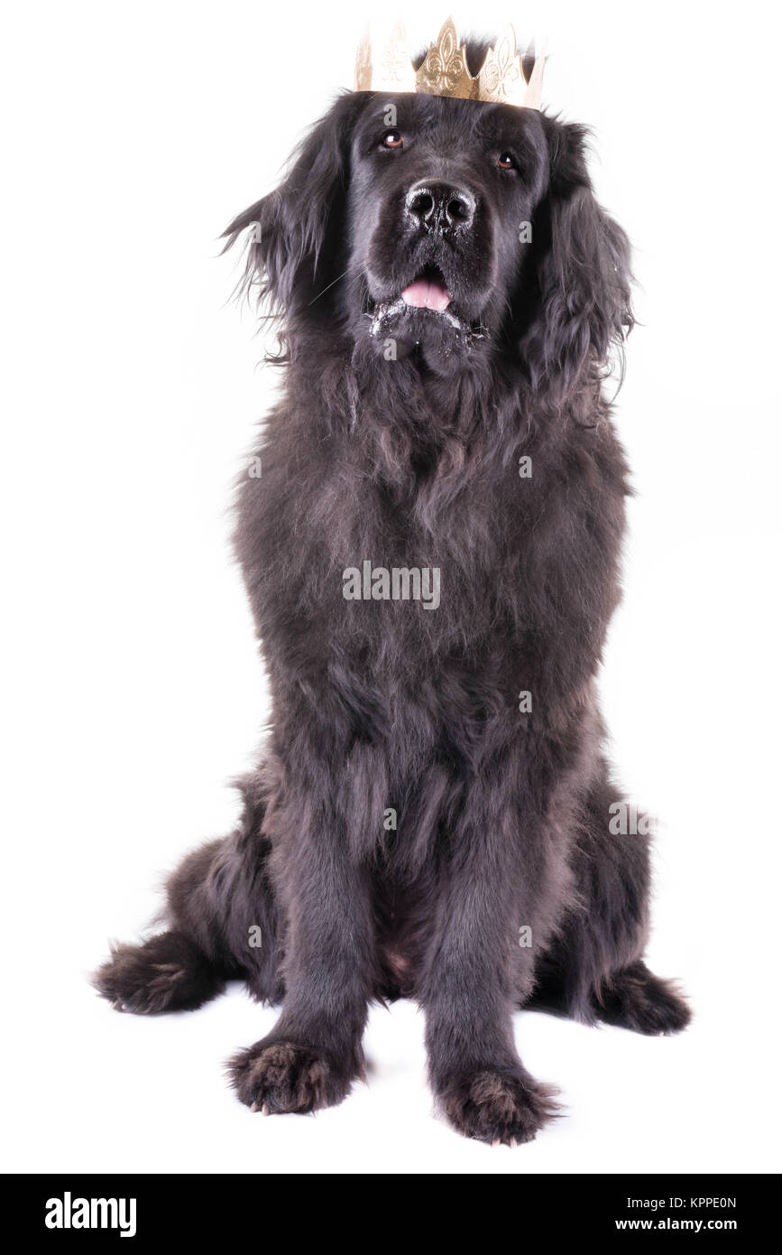 Canine xmas Cut Out Stock Images & Pictures - Alamy