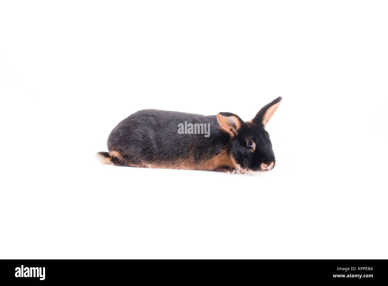 Black rabbit black background Cut Out Stock Images & Pictures - Alamy