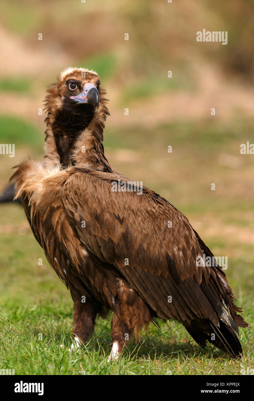 The majestic wild black vulture in its habitat Stock Photo - Alamy