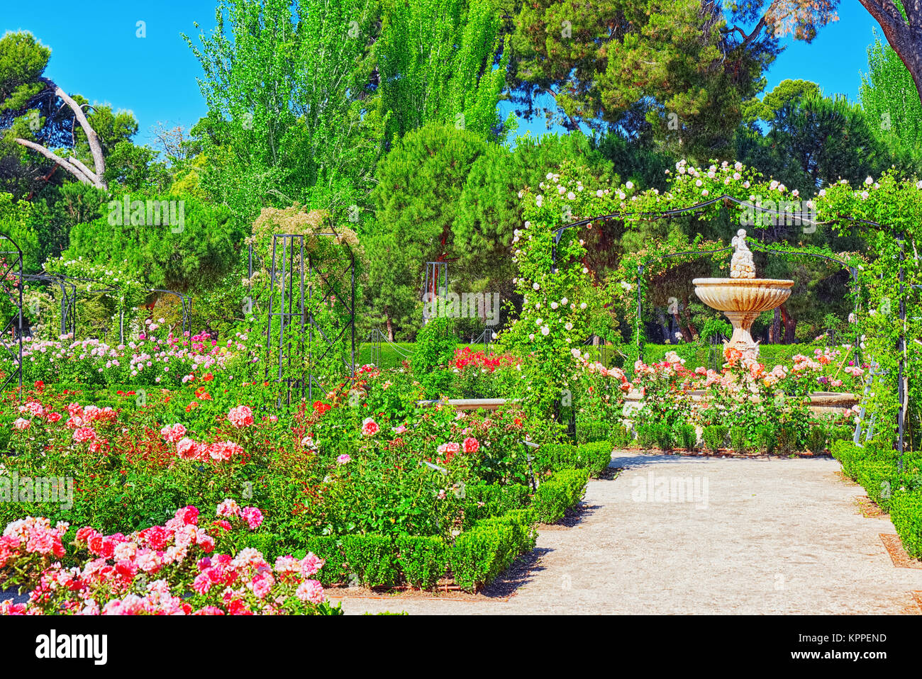 Walking through the rose garden hi-res stock photography and images - Alamy