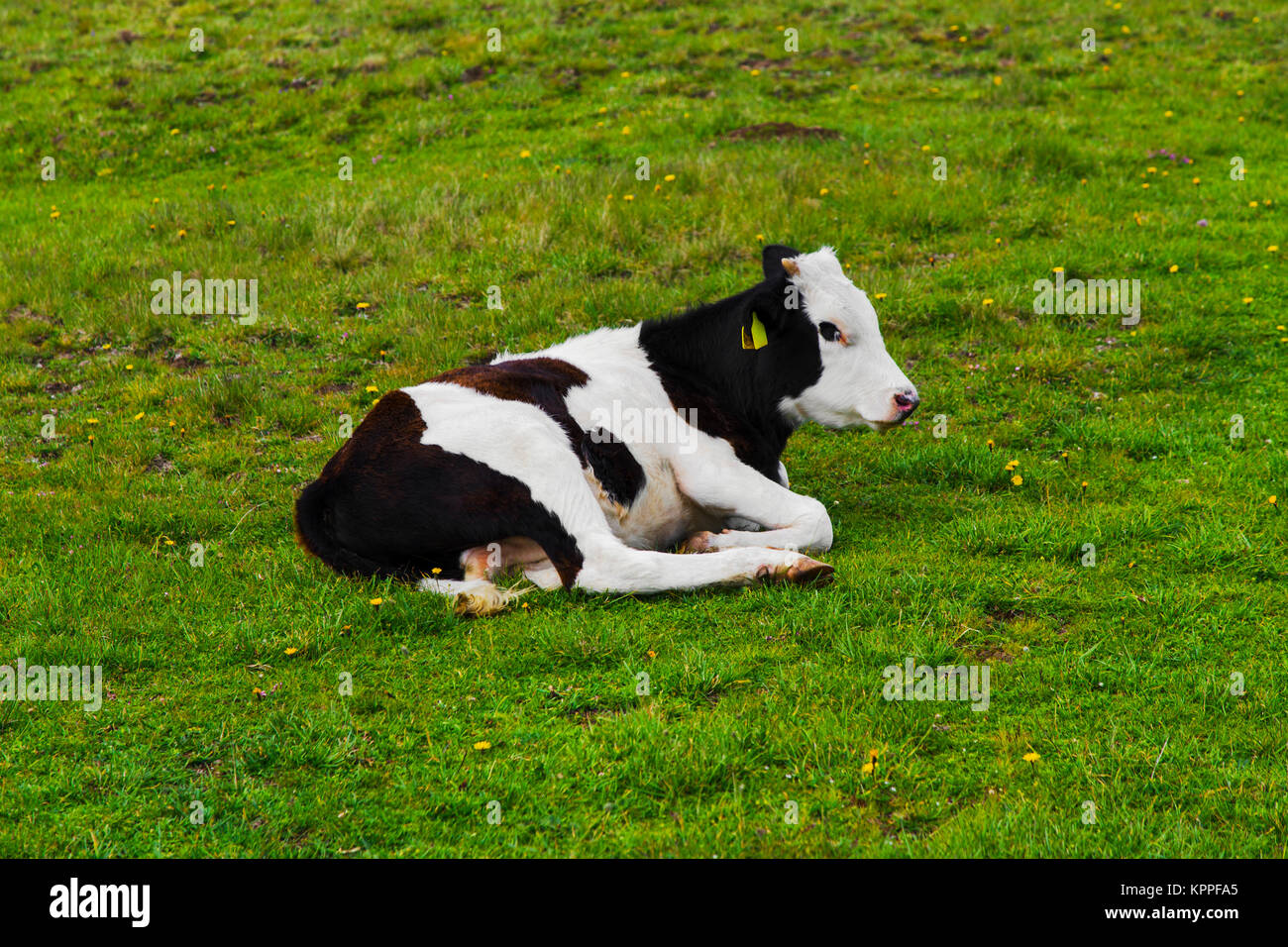 Beautiful landscape with cow on the mountain meadow Stock Photo - Alamy
