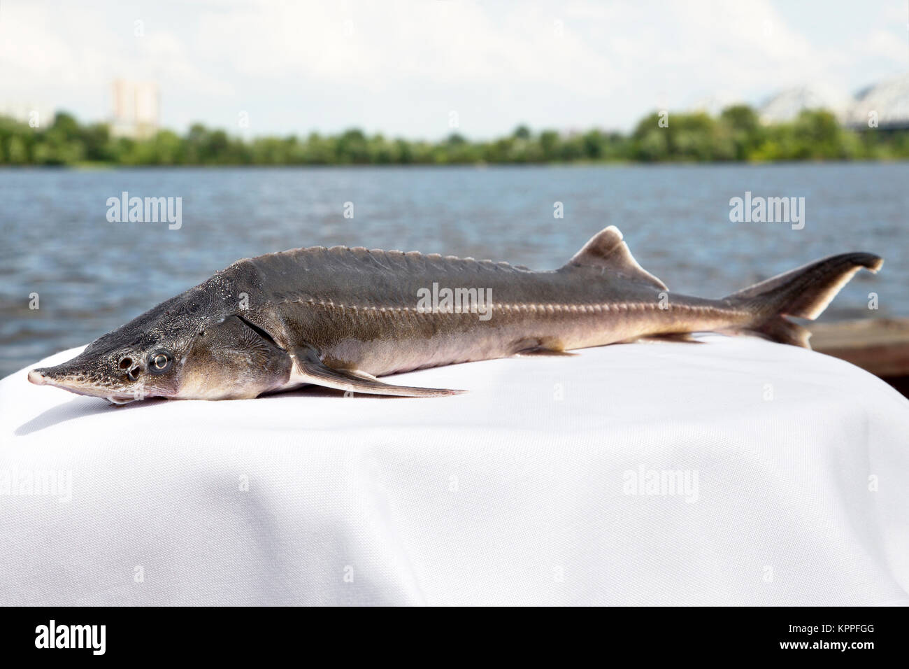 Fresh sturgeon hi-res stock photography and images - Alamy