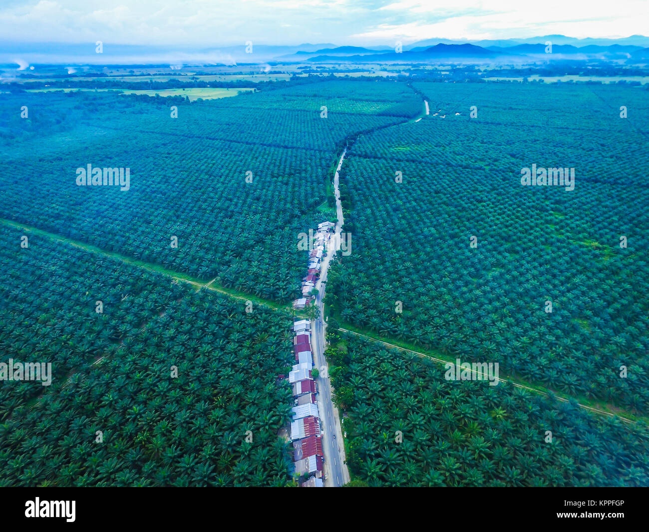 Palm Oil Plantation in the regency of Luwu Timur, South Sulawesi ...