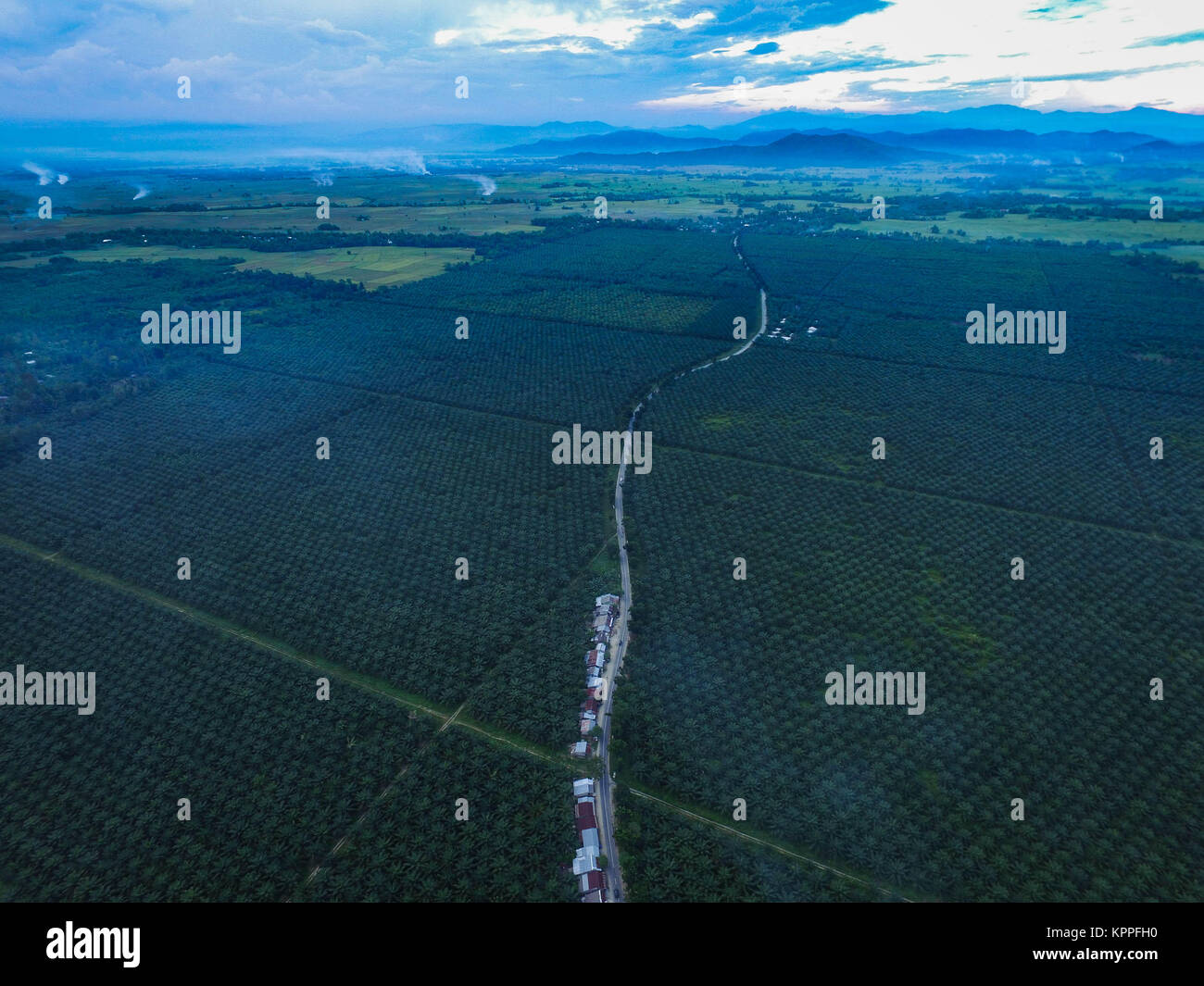 Palm Oil Plantation in the regency of Luwu Timur, South Sulawesi ...