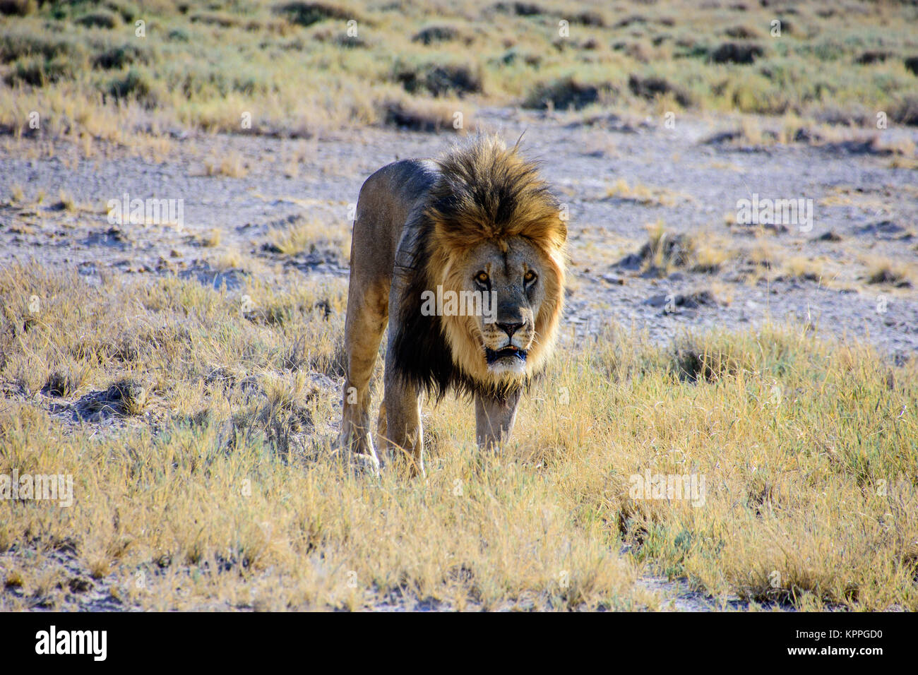 Male lion watching with interest Stock Photo - Alamy