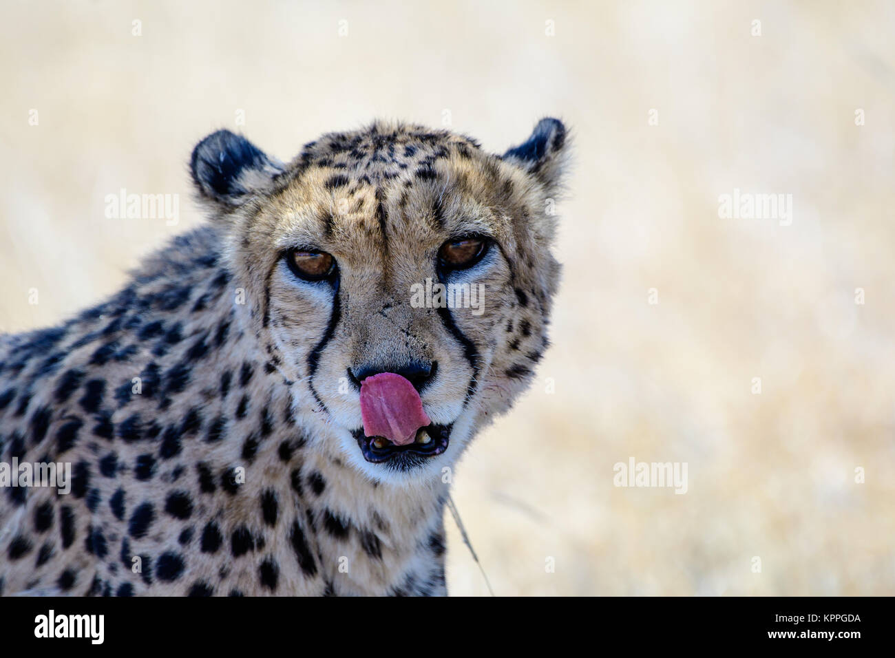 Cheetah face hi-res stock photography and images - Alamy