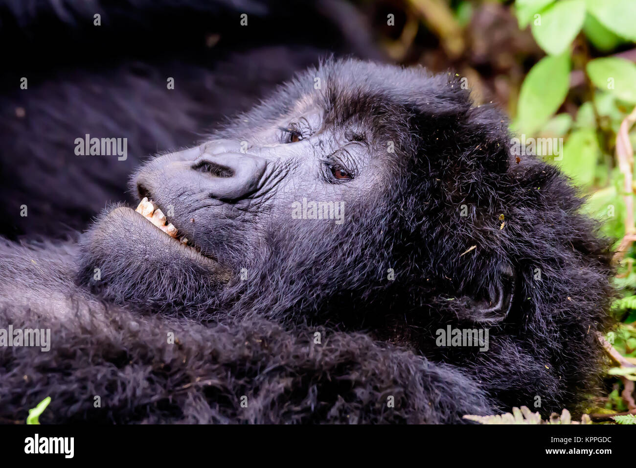 Gorilla teeth hi-res stock photography and images - Alamy