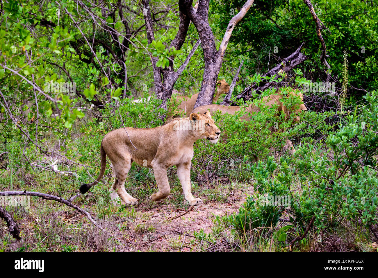 Target prey hi-res stock photography and images - Alamy