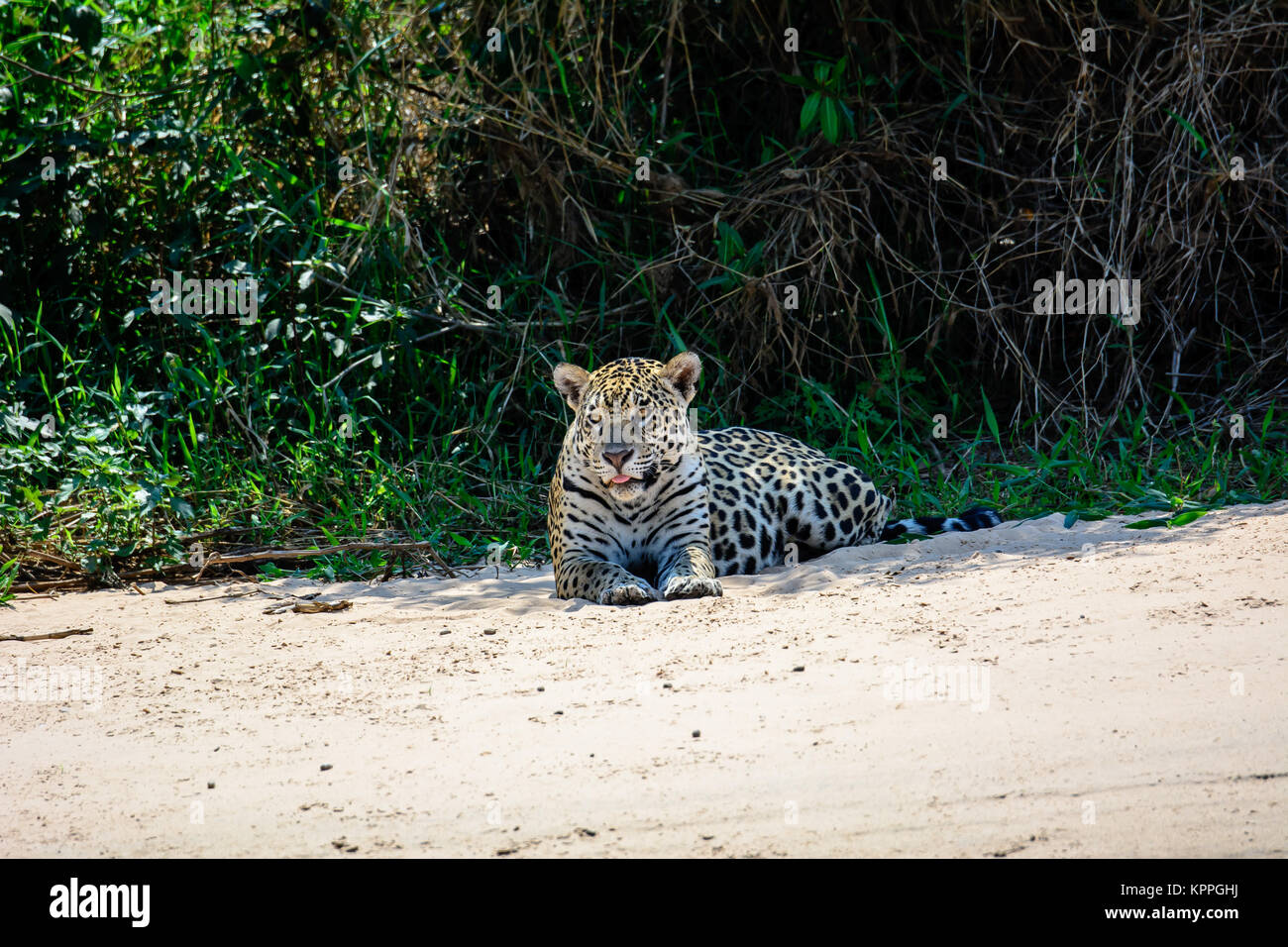 Jaguar watching from the beach Stock Photo - Alamy