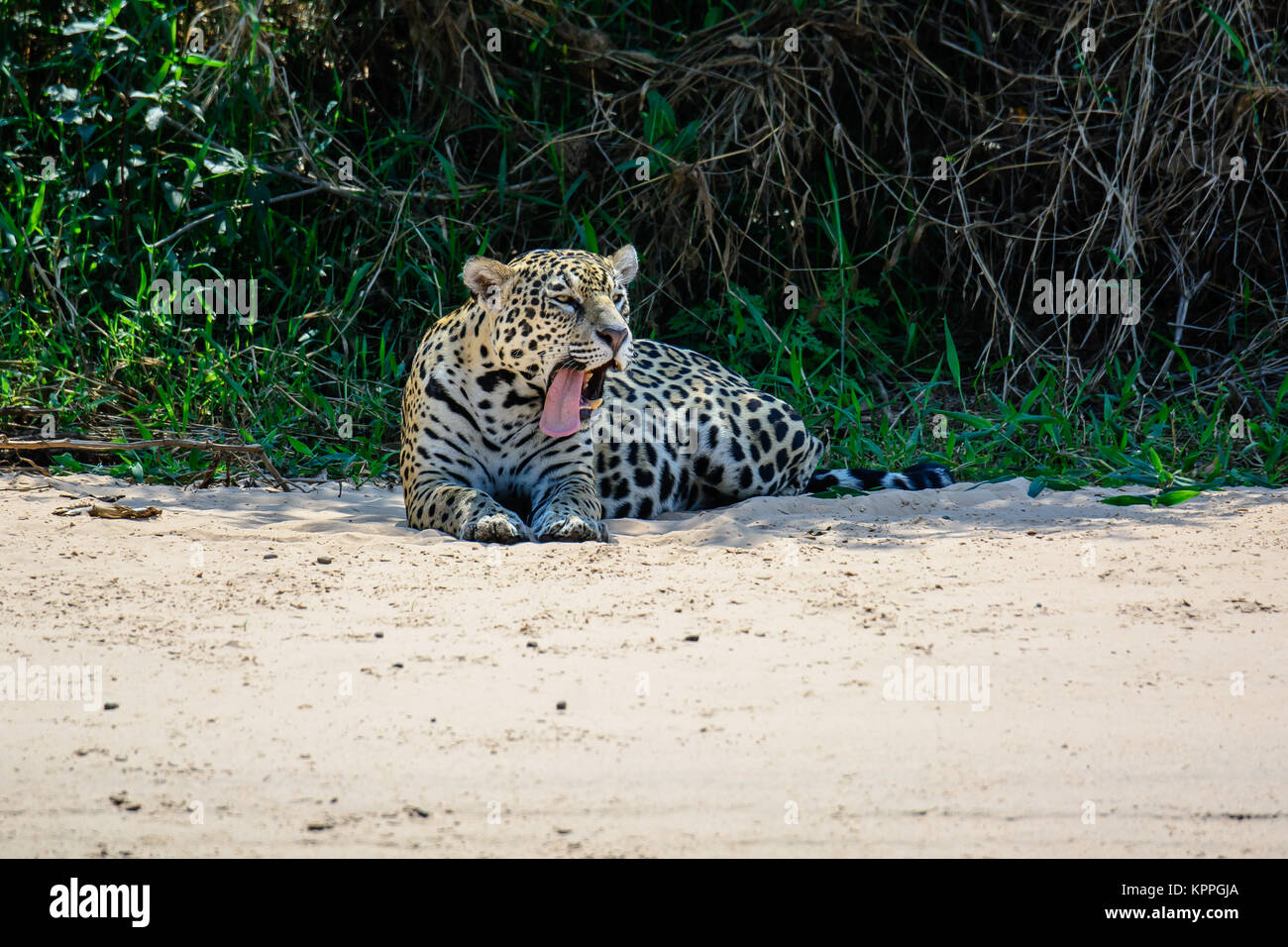 Jaguar yawning on the beach Stock Photo - Alamy