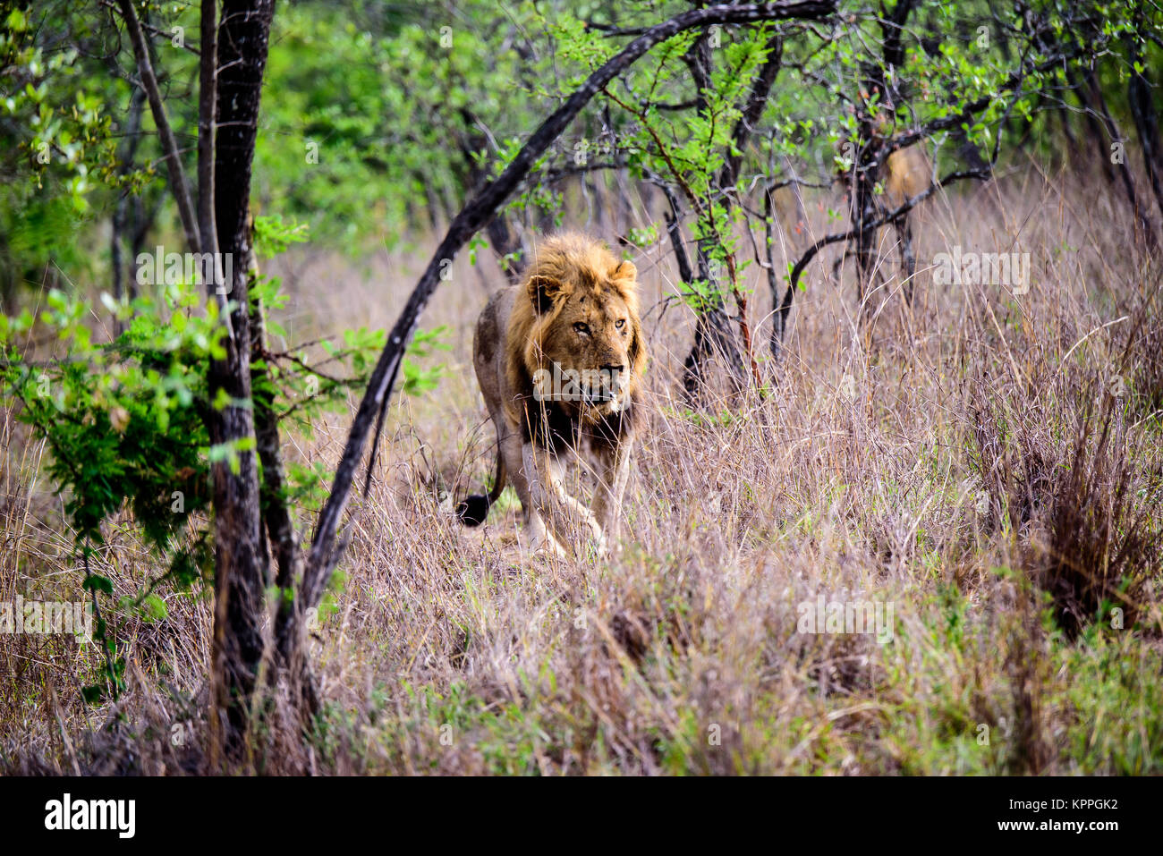 Lion approaching coming through the forest Stock Photo - Alamy