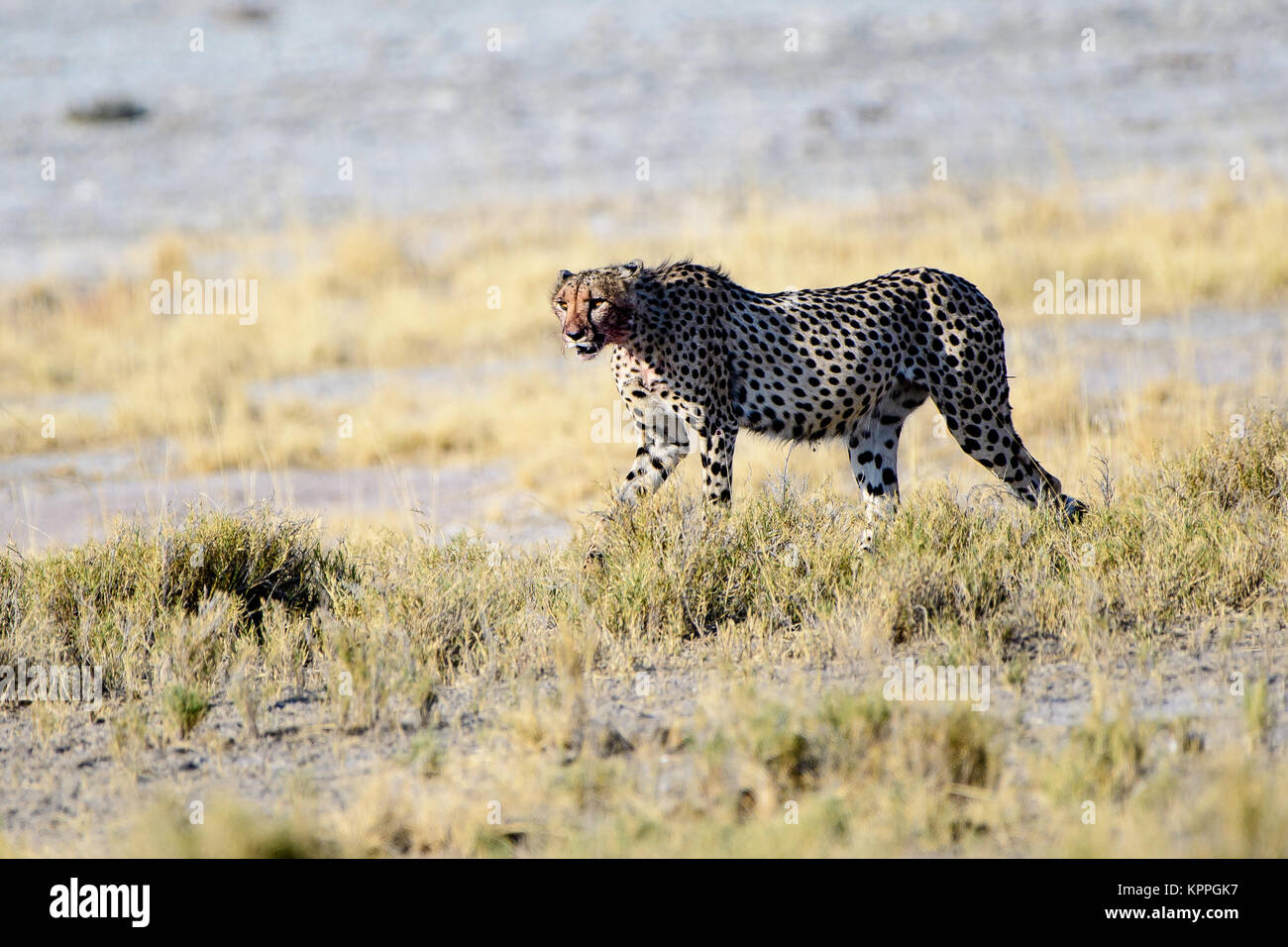 Cheetah on the move Stock Photo - Alamy