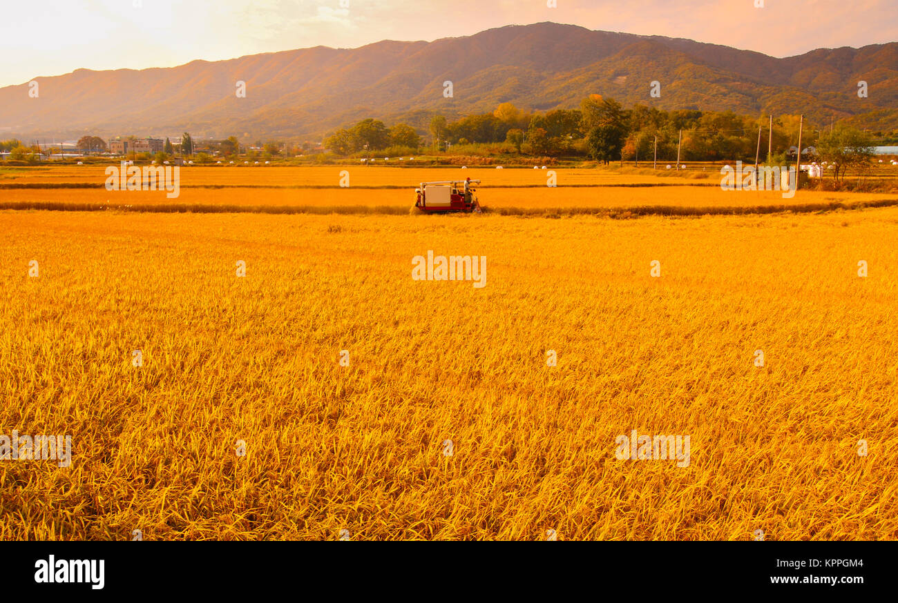 Fall ripe rice field in Korea Stock Photo - Alamy