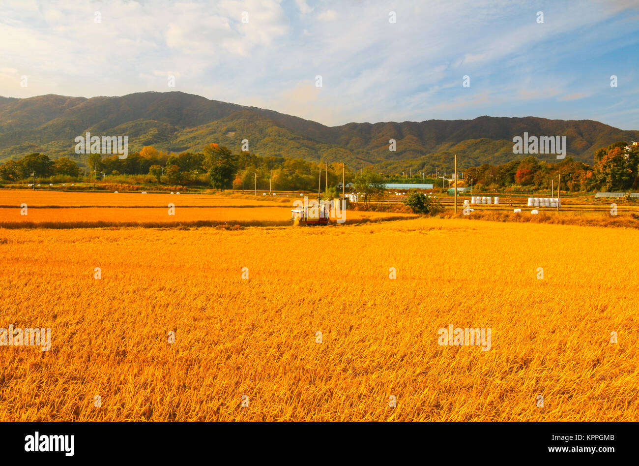 Fall ripe rice field in Korea Stock Photo - Alamy